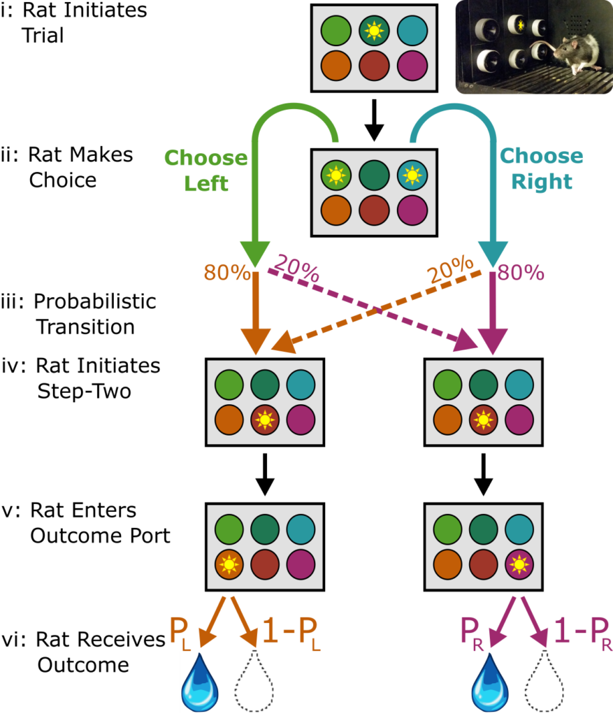 Two-step Planning Task Code | Brodylab